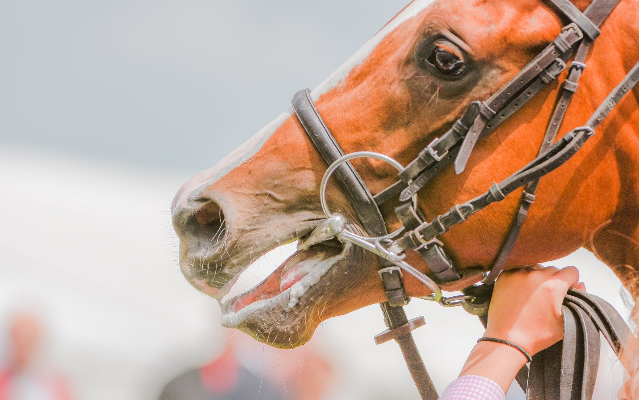 Bridlework – White Rose Saddlery Ltd